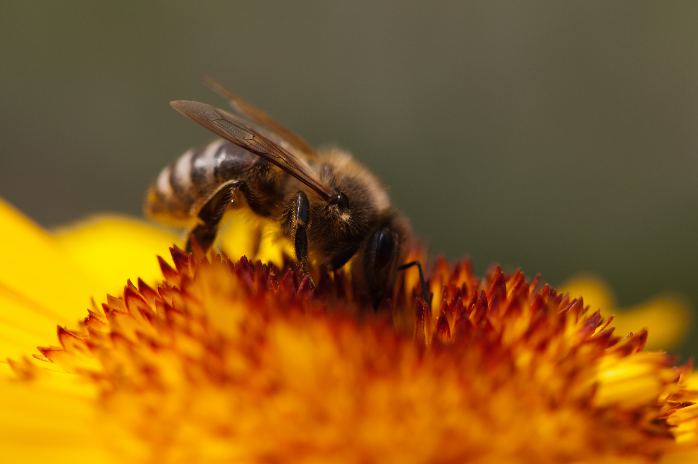 Biene – Landesverband Nordrhein-Westfälischer Buckfastimker